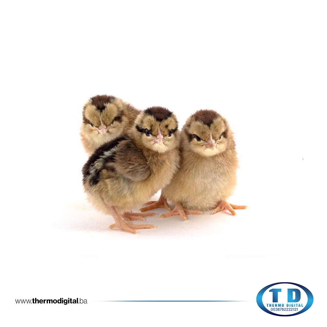 Pilad - Leghorn - Thermo Digital